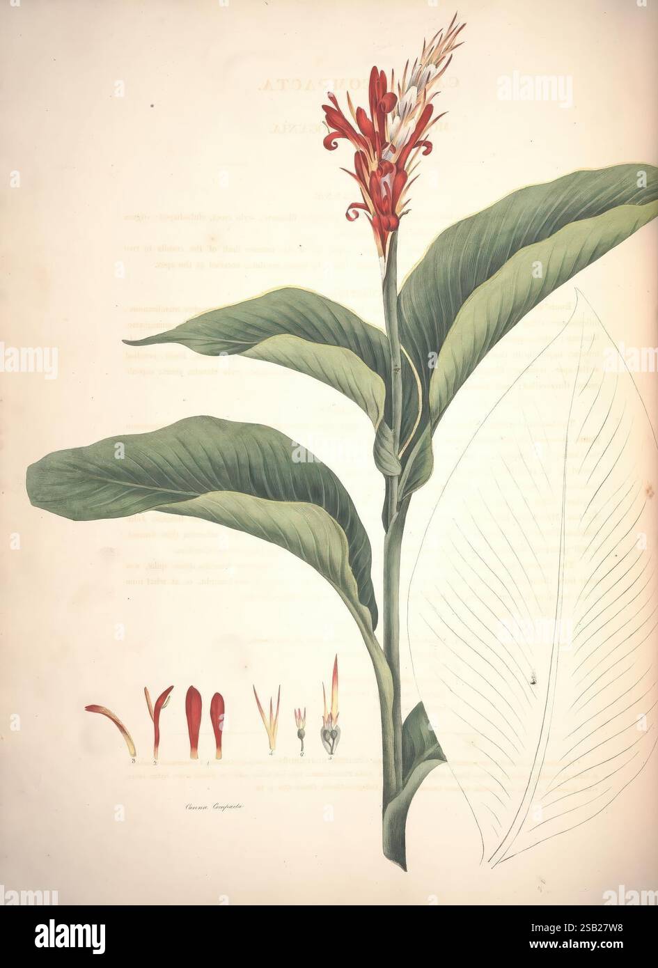 Canna compacta hi-res stock photography and images - Alamy