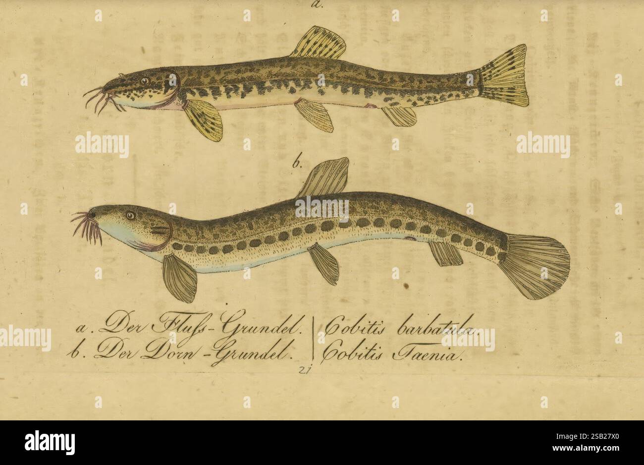 Fauna Boica oder gemeinnützige Naturgeschichte der Thiere Bayerns ...