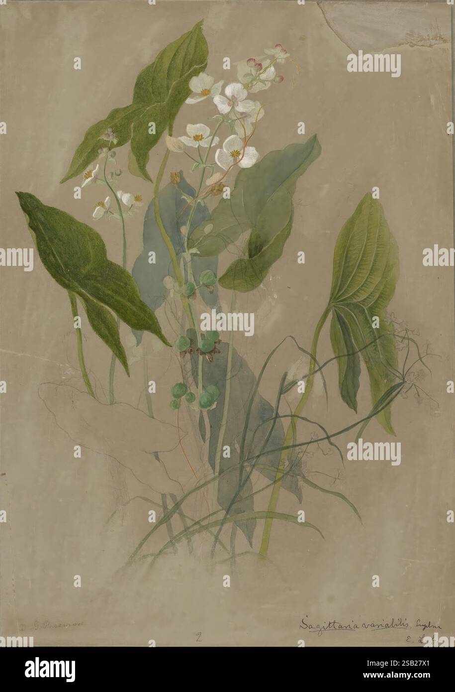 Deborah Griscom Passmore, watercolor album. [ca. 1911], botanical ...