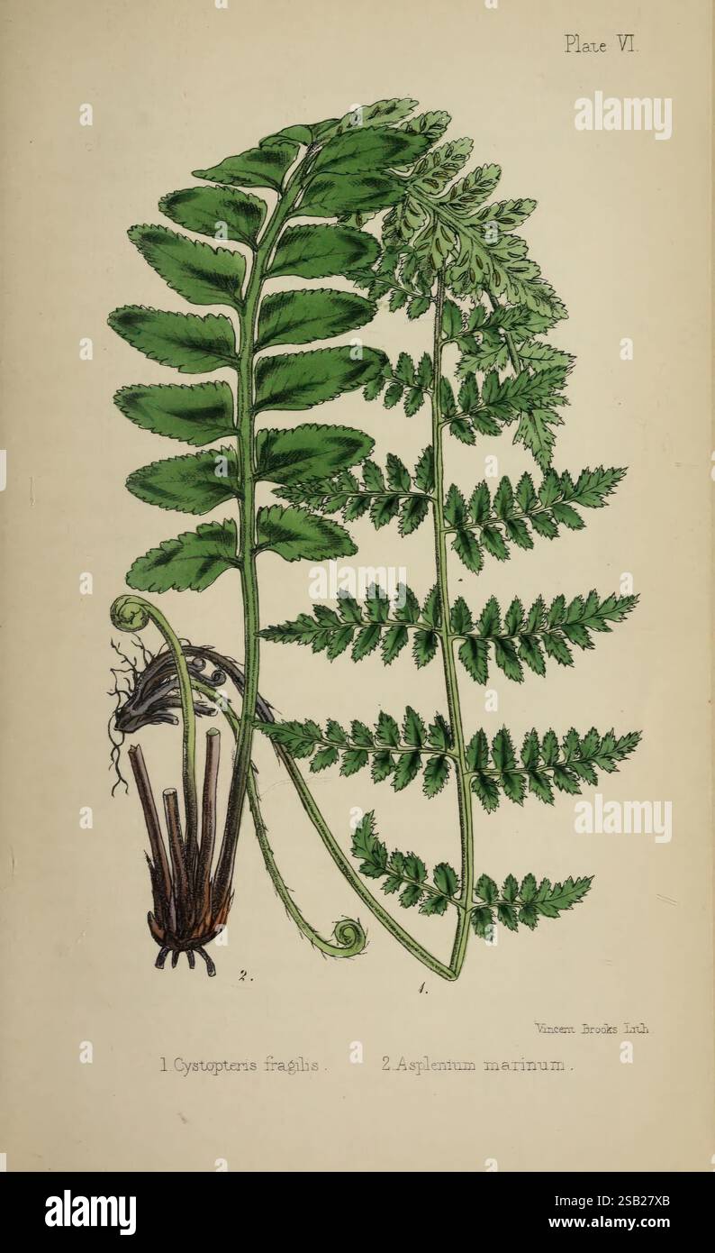 Ferny combes, London, Lovell Reeve, 1856, cystopteris fragilis ...