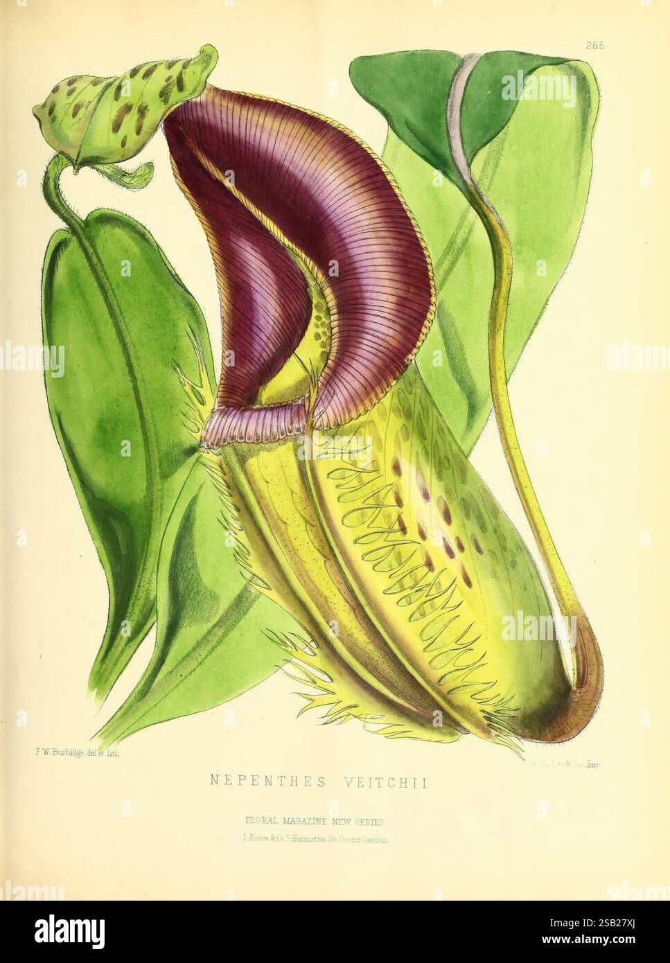 The floral magazine, London, L. Reeve & Co, flower gardening, flowers ...