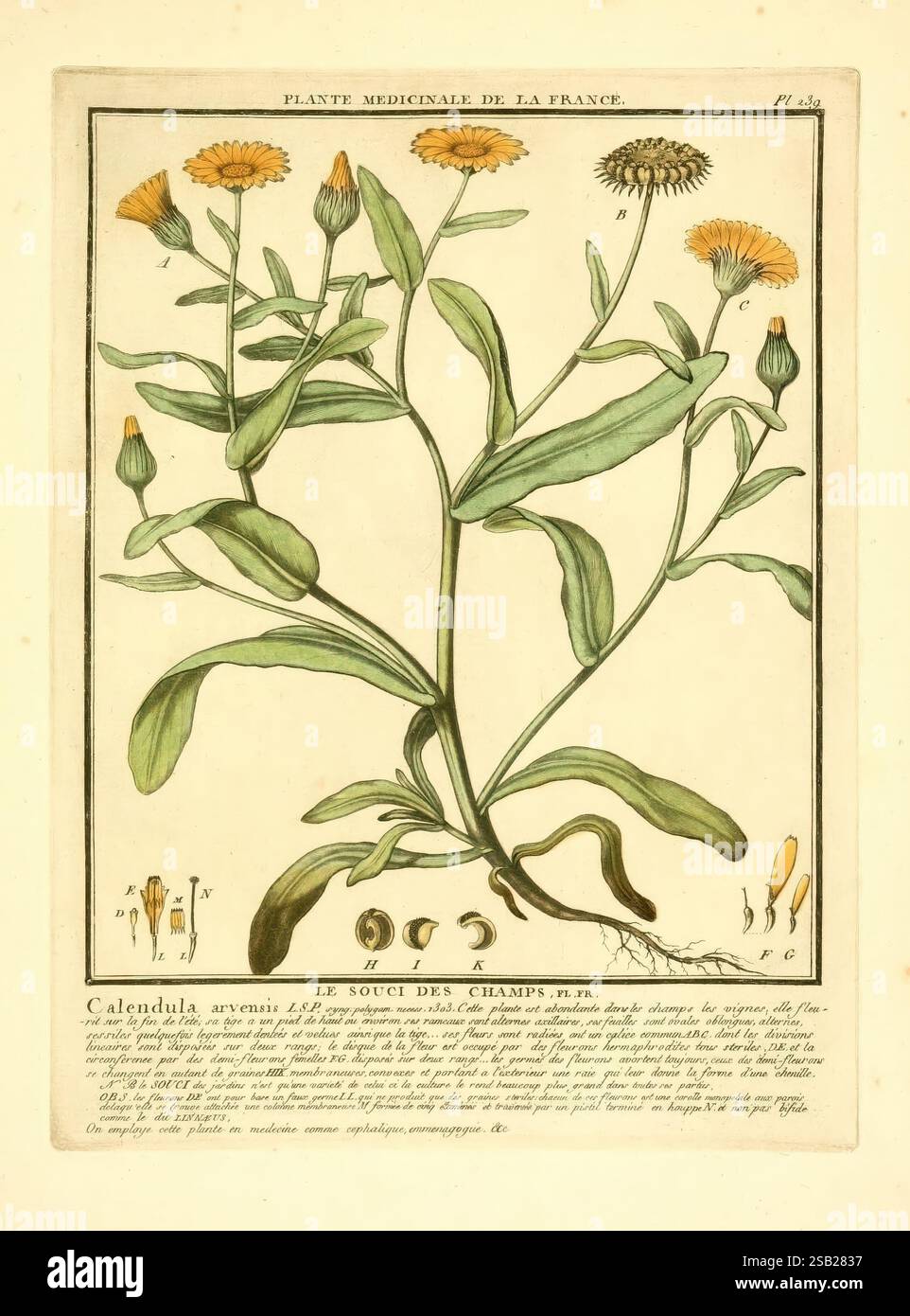 Herbier de la France, Paris, Chez l'auteur, Didot, Debure, Belin, 1780 ...