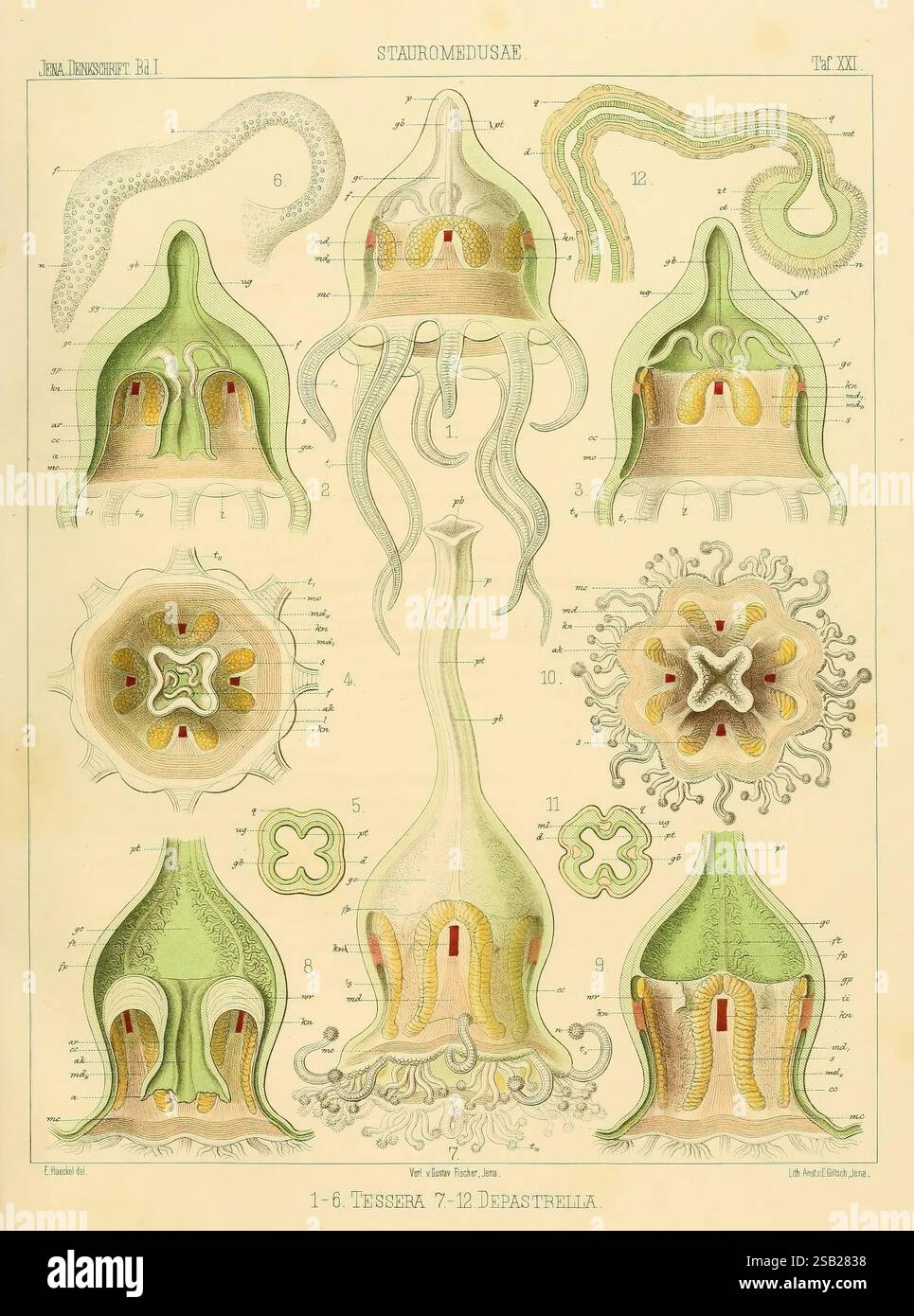 Monographie der Medusen Jena G. Fischer 1879-1881 jellyfishes ...