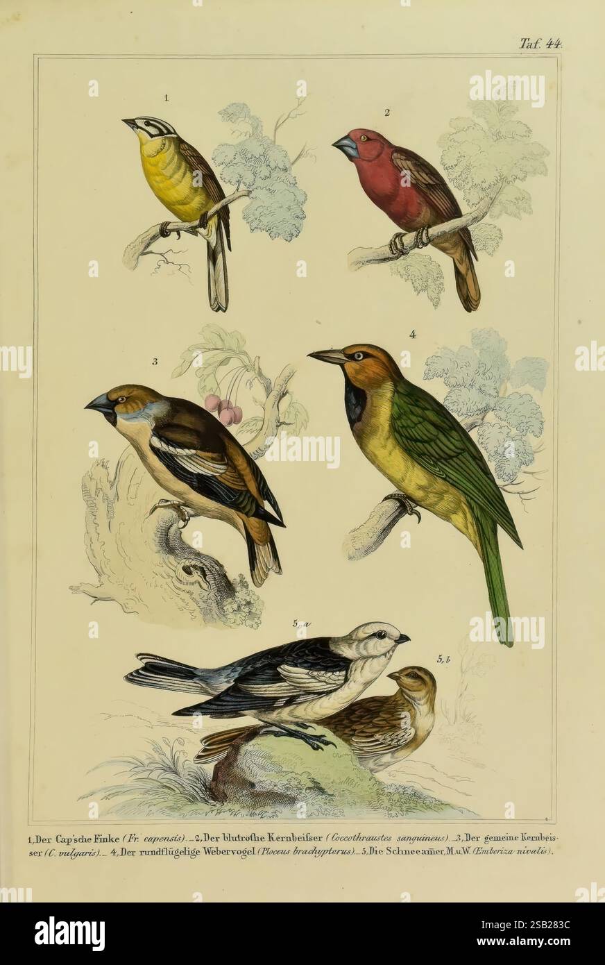 Six distinct birds hi-res stock photography and images - Alamy