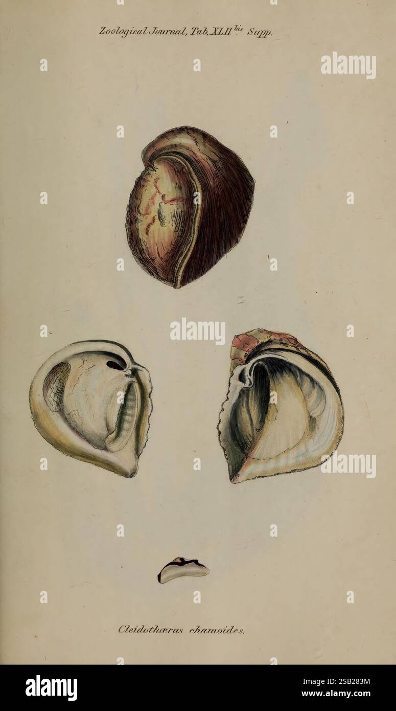 Species cleidotharca chanroides hi-res stock photography and images - Alamy