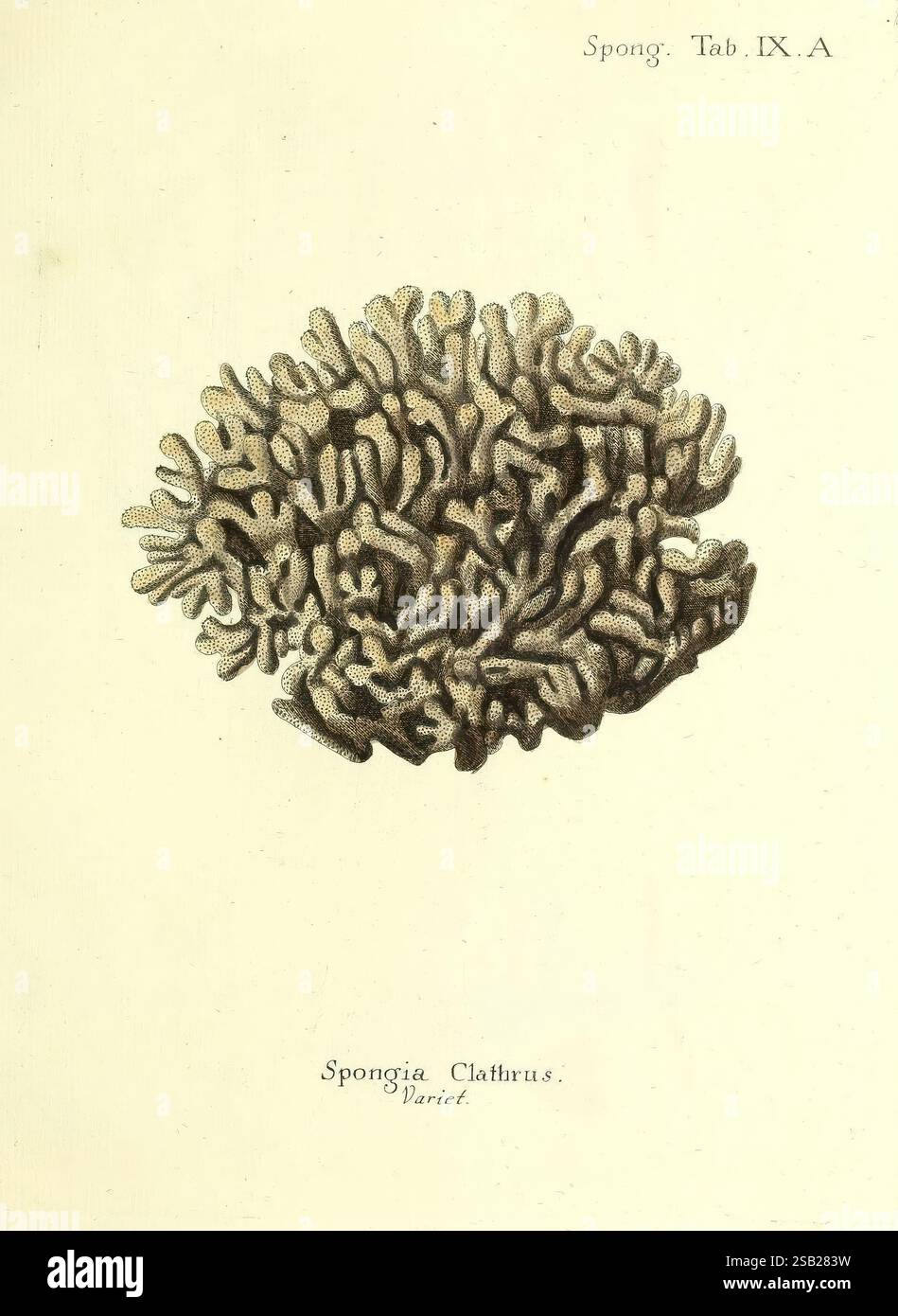 Complex marine sponge hi-res stock photography and images - Alamy