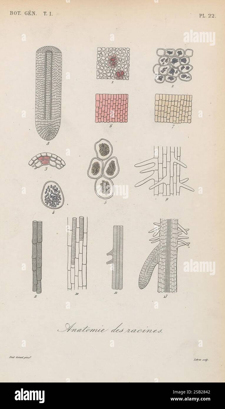 Traité de botanique générale, Paris, Abel Pilon et cie, éditeurs,33 rue ...