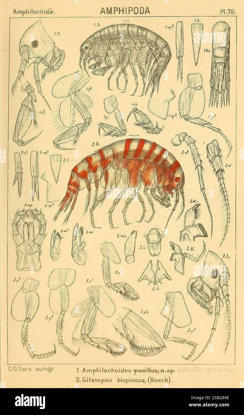 An account of the Crustacea of Norway, Christiania A. Cammermeyer, 1895 ...