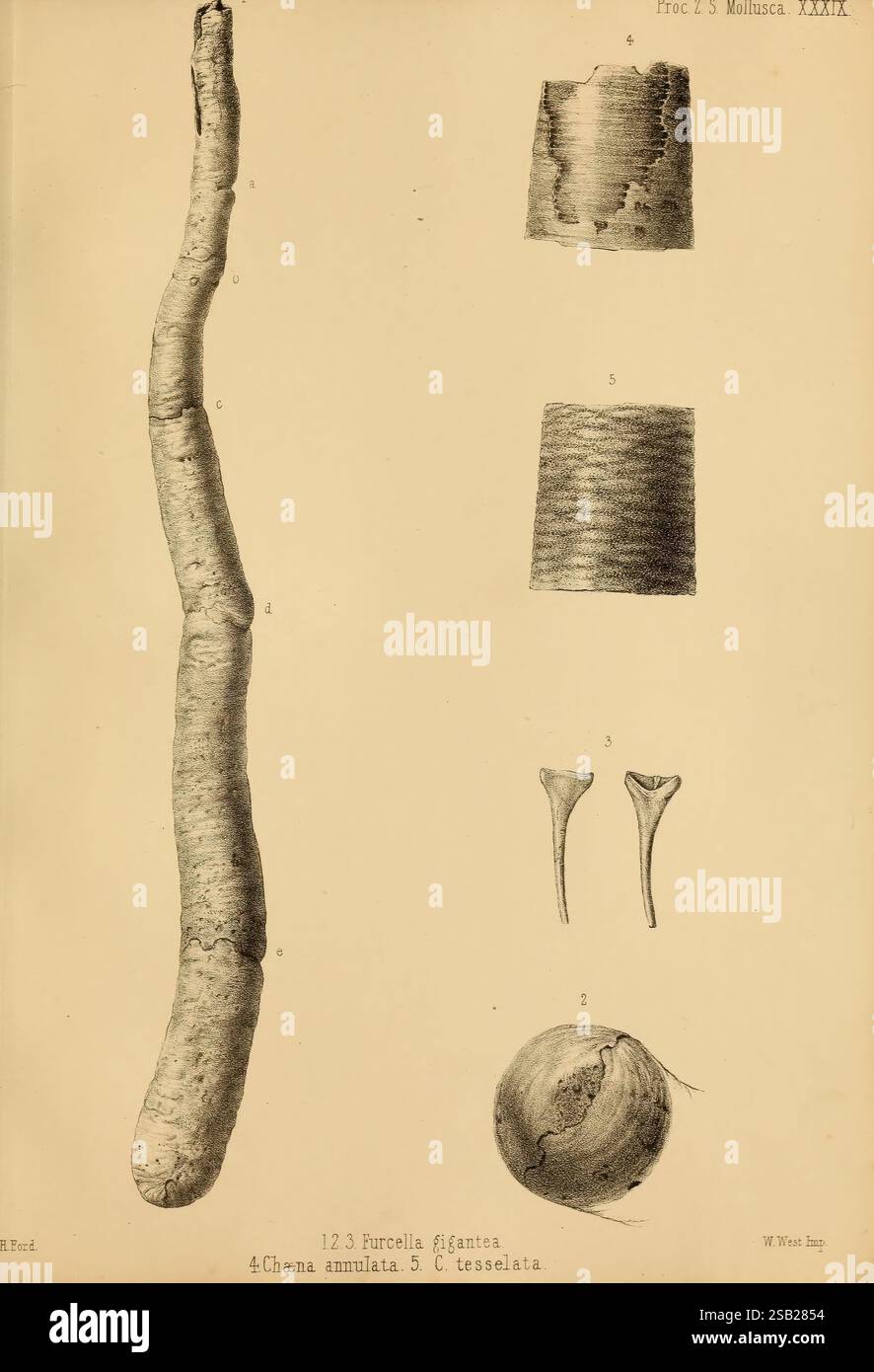 Number 4 displays another mollusk shell hi-res stock photography and ...