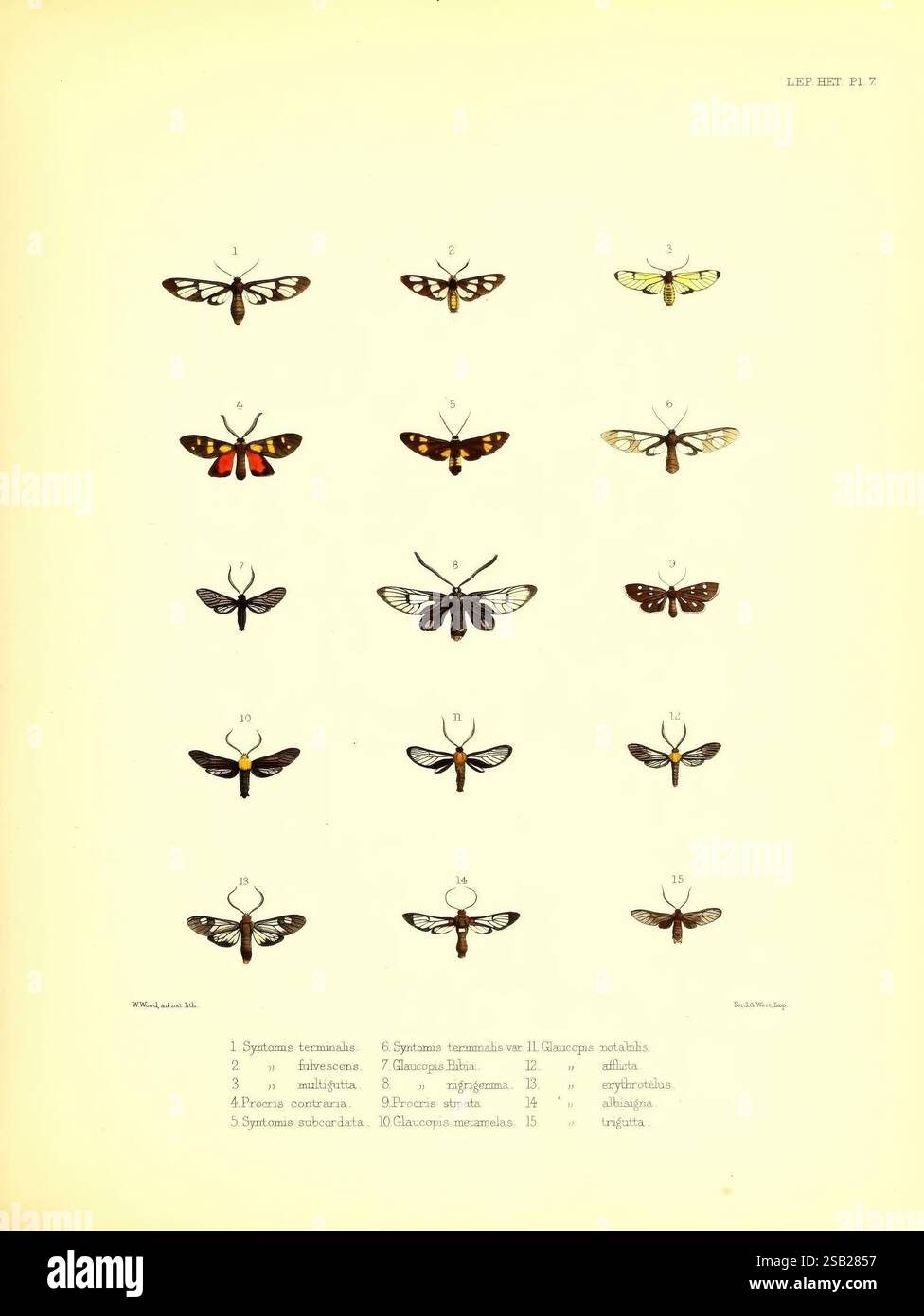 Highlight distinct patterns hi-res stock photography and images - Alamy