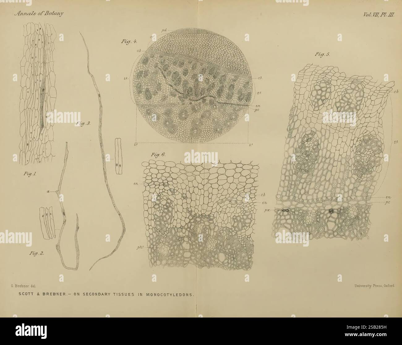 Annals of Botany, London, Botany, Periodicals, Plants, This illustration presents various ...