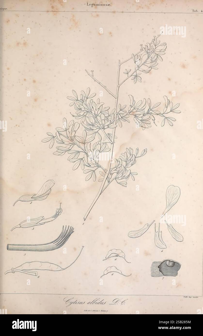 Histoire Naturelle des Iles Canaries Paris Bethune Editeur 1836-1850 ...