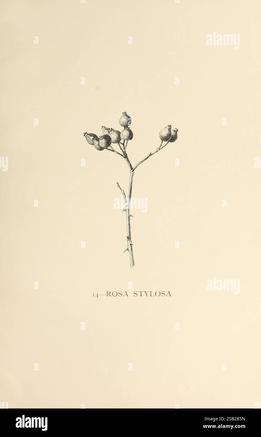 The, genus, rosa, London, John, Murray, 1914, roses, A botanical ...