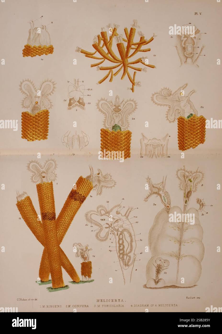 The Rotifera London, Longmans, Green, 1889. Rotifera Microscopic Wheel ...