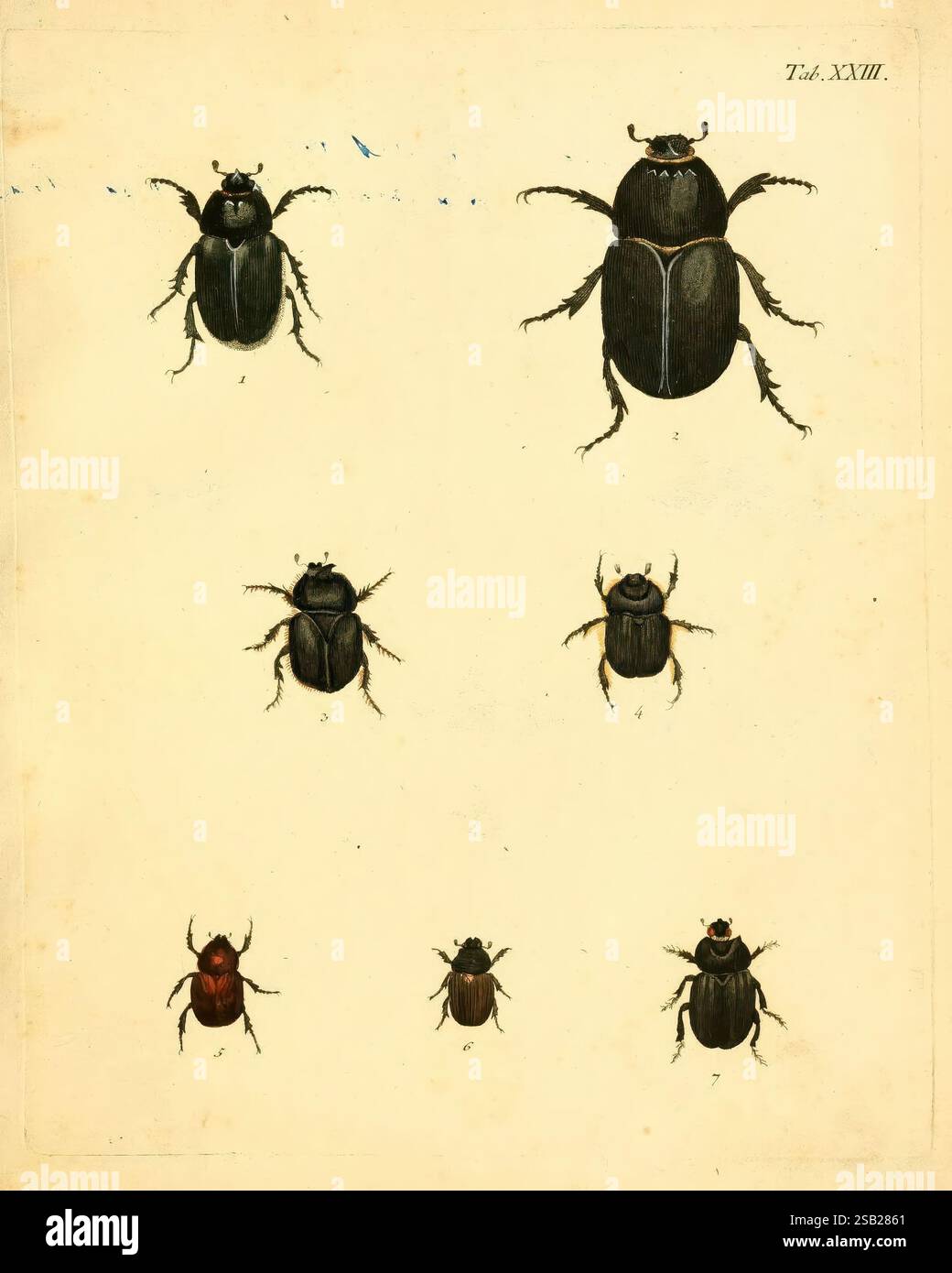 First two beetles hi-res stock photography and images - Alamy