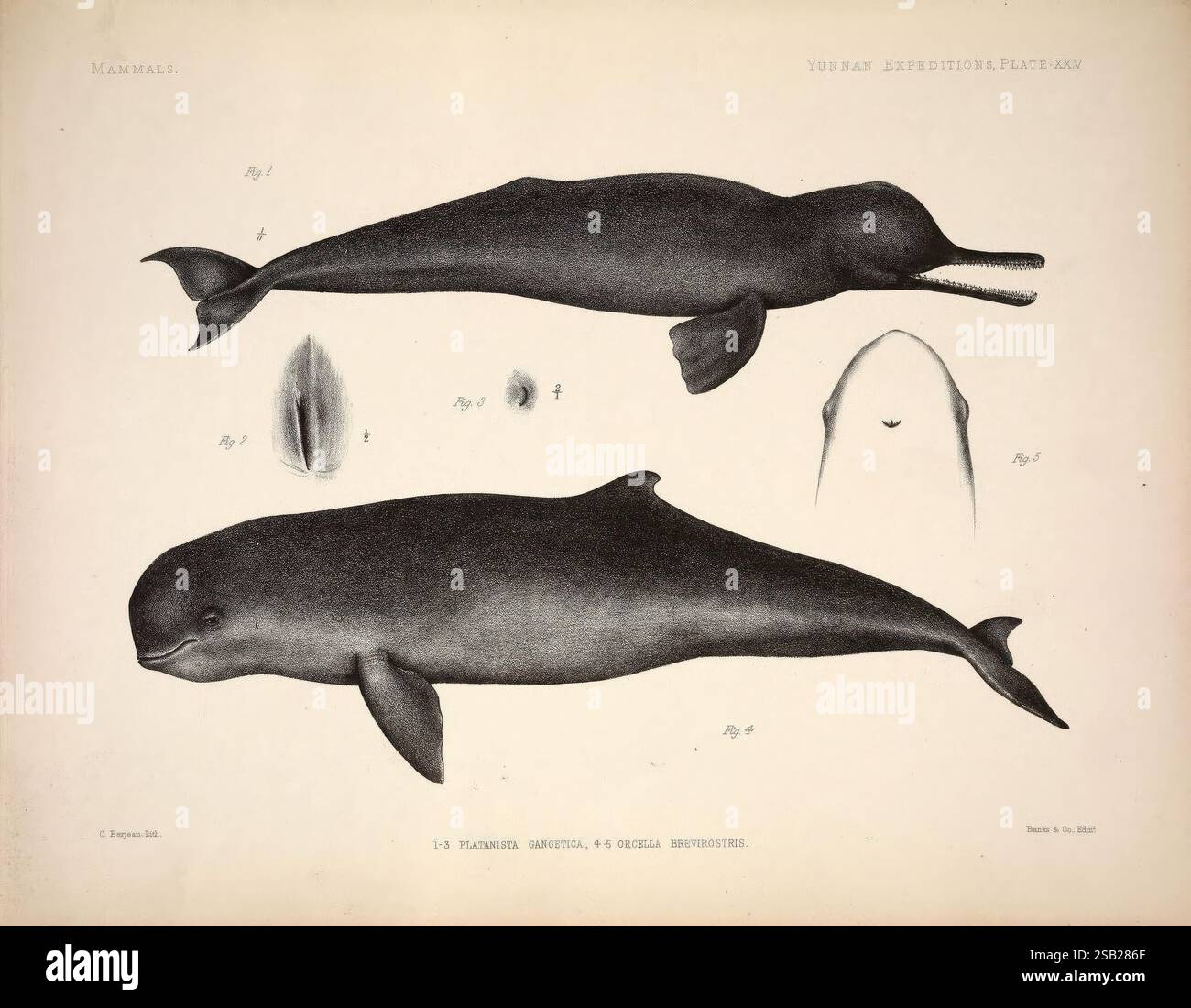 Anatomical and zoological researches v.2. 1878, China, zoology, Yunnan ...