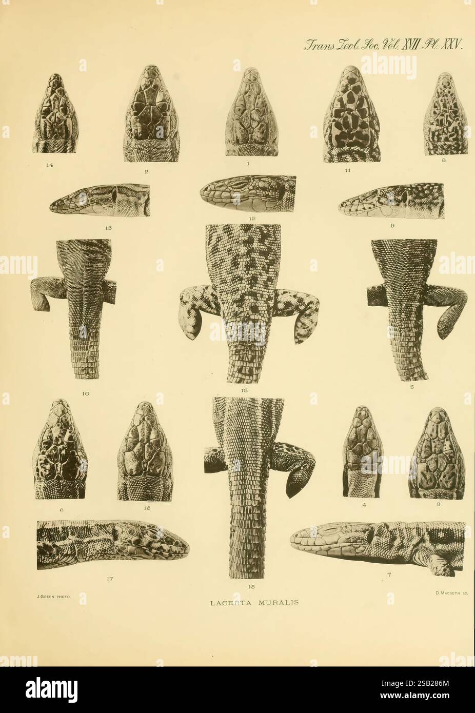 Understanding lizard taxonomy hi-res stock photography and images - Alamy