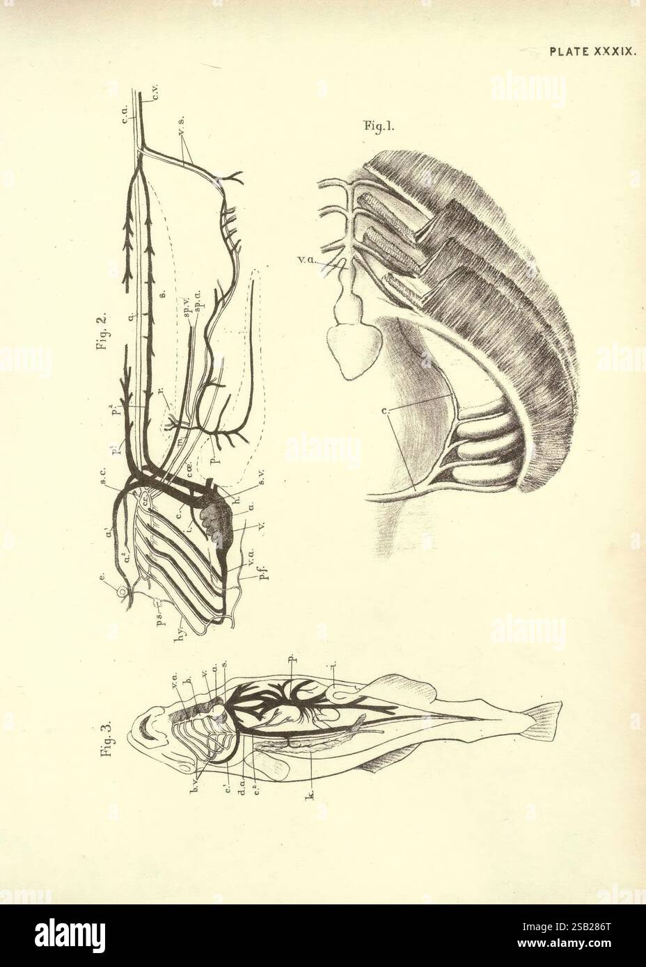 Illustrations of zoology: invertebrates & vertebrates Edinburgh Y.J ...