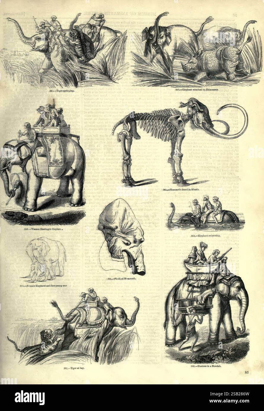 The pictorial museum of animated nature v.1. London, C. Cox, [1844 ...