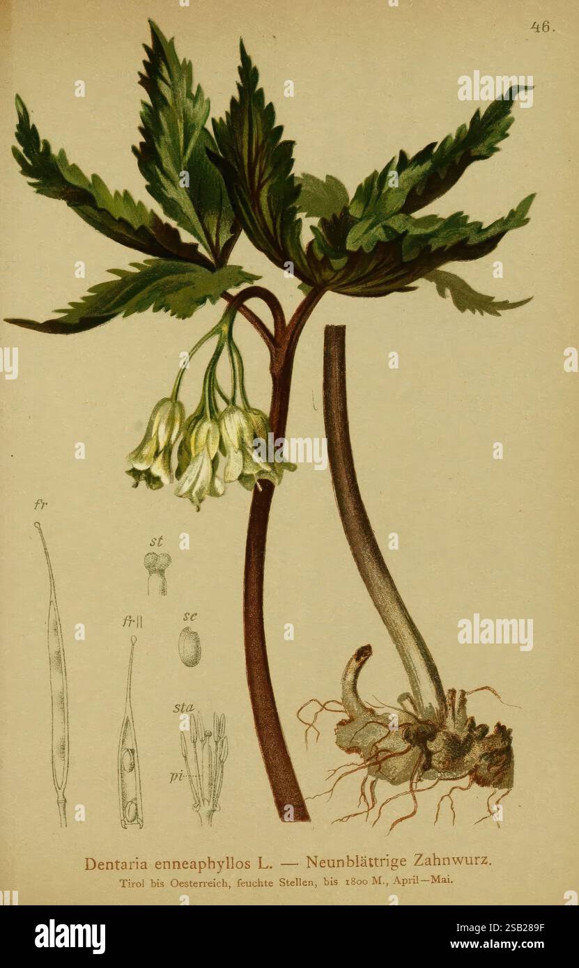 Characteristic tuberous root system hi-res stock photography and images ...