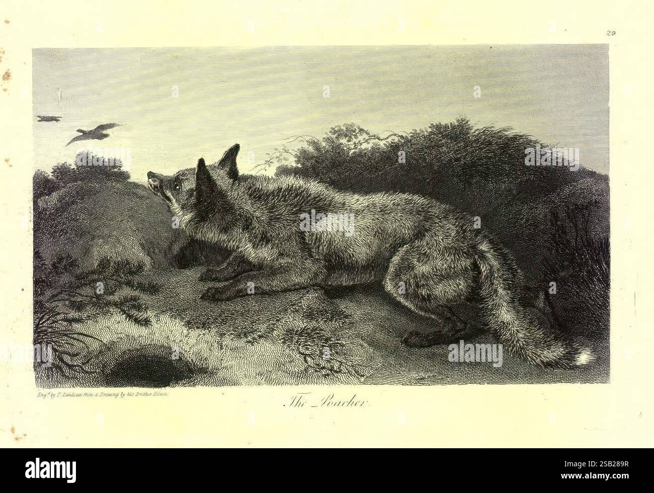 Engravings of lions, tigers, panthers, leopards, dogs, &c. 1853. Animal ...