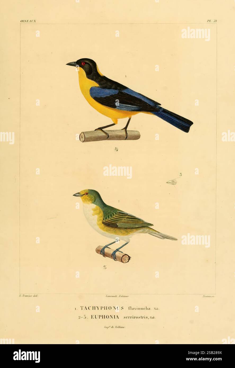 Upper bird displays vibrant plumage hi-res stock photography and images ...