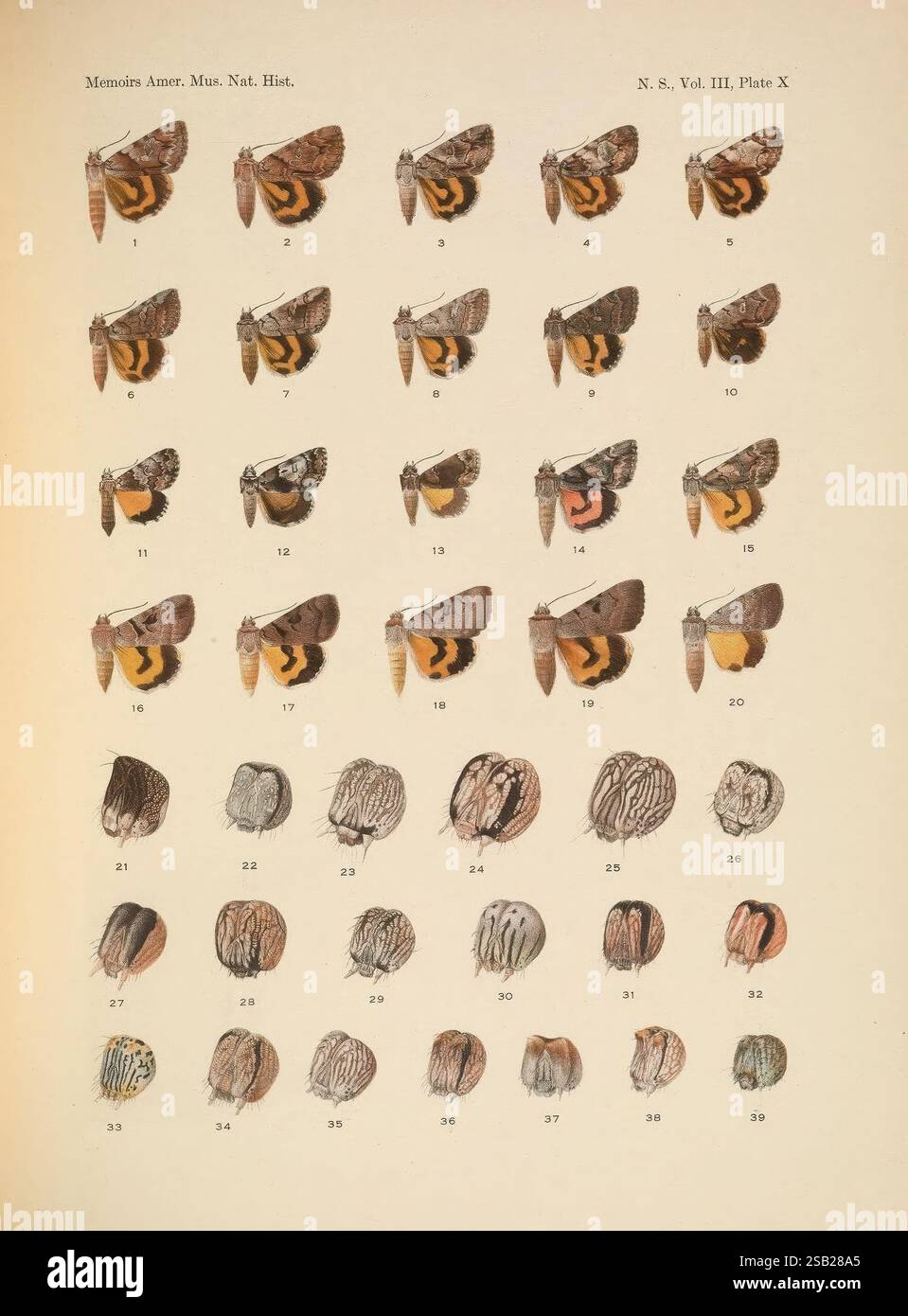 Illustrations of the North American species of the genus Catocala, New ...