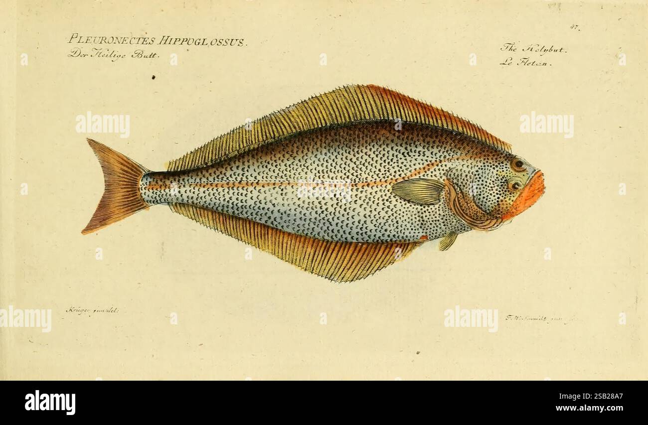 Fishs unique coloration hi-res stock photography and images - Alamy