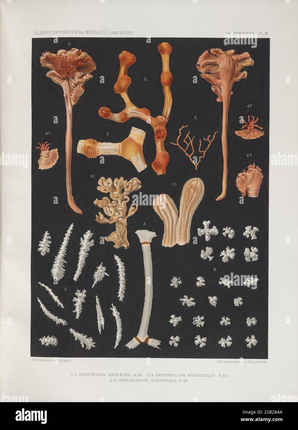 Alcyonaires provenant des campagnes de l'Hirondelle (1886-1888). Monaco ...