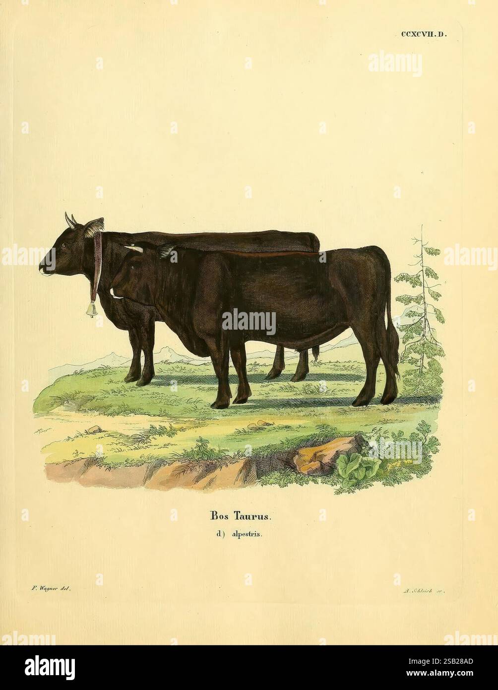 Detailed illustration of two cows hi-res stock photography and images ...