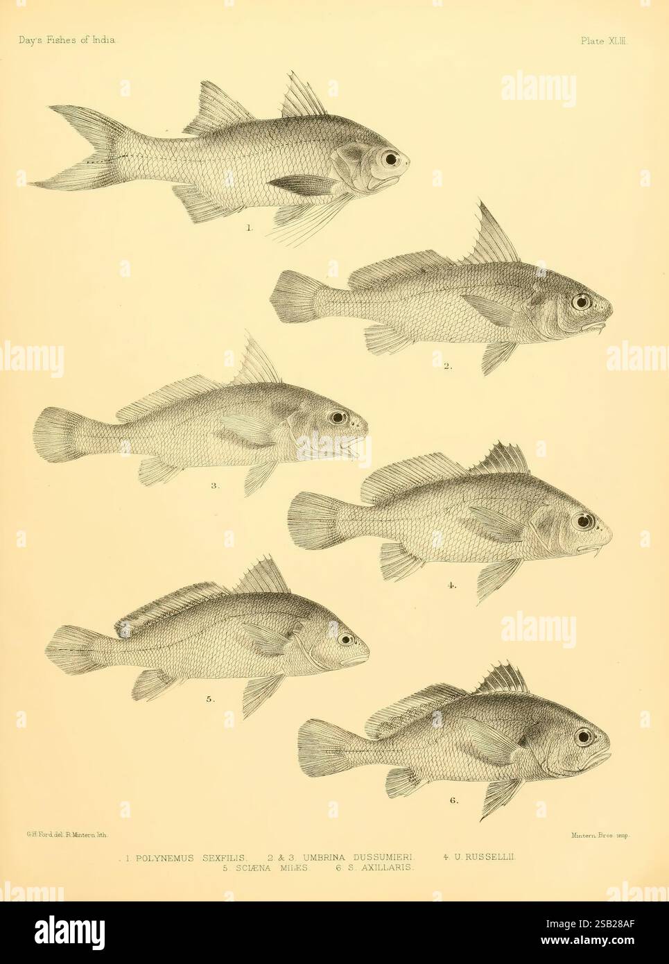 Nusslelli hi-res stock photography and images - Alamy