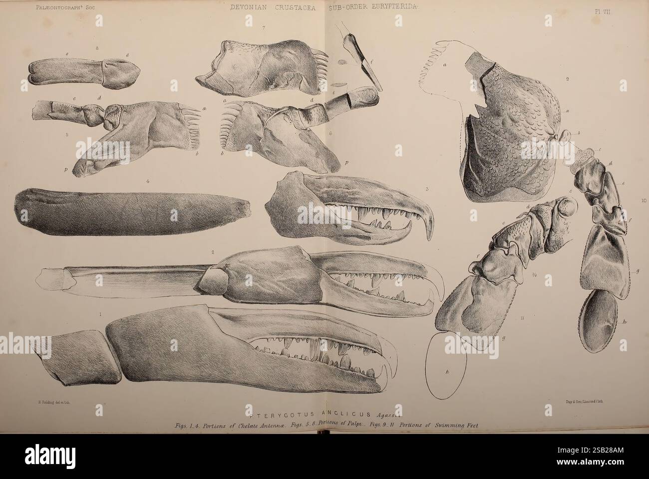 Eurypterid anatomy hi-res stock photography and images - Alamy