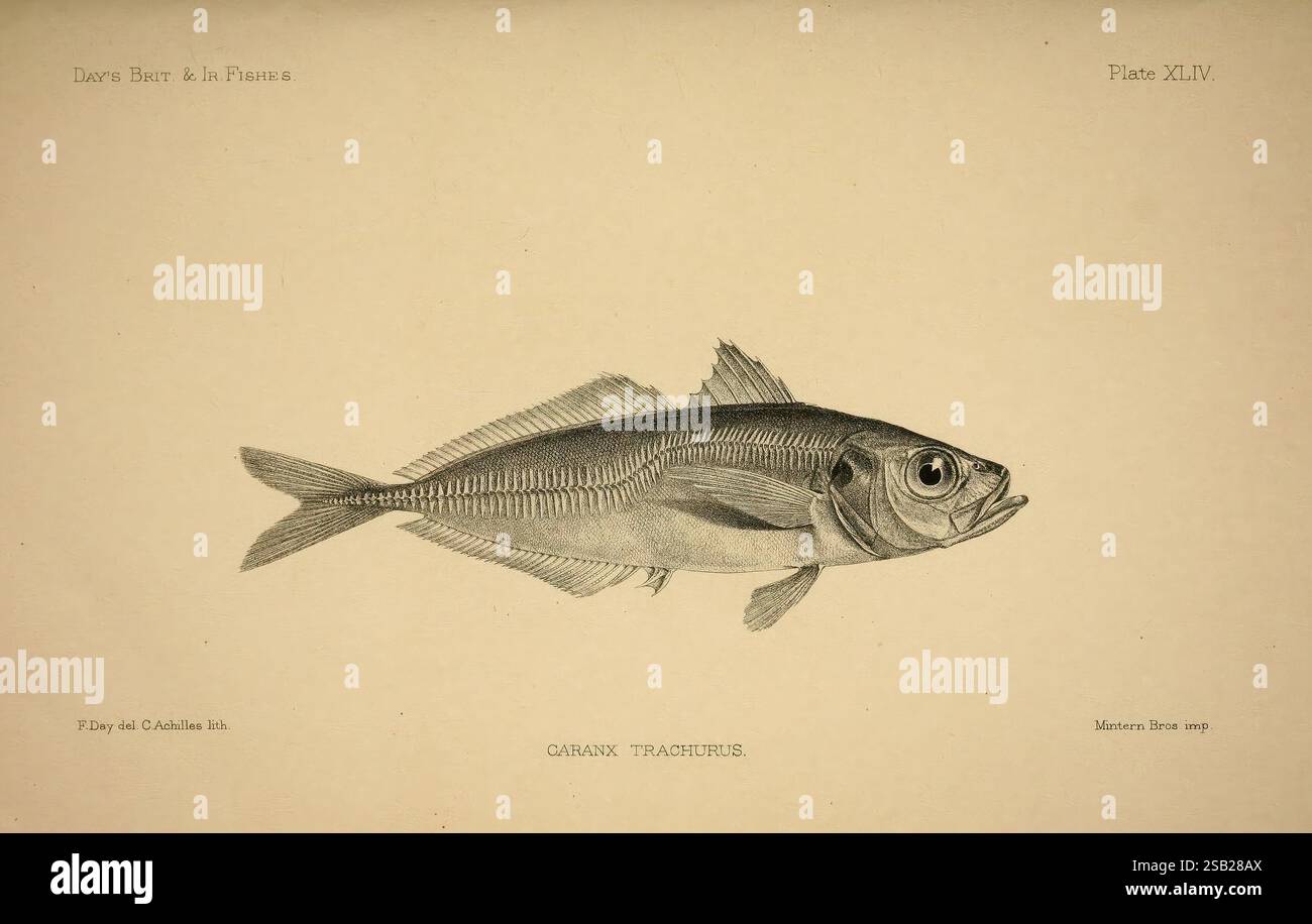 The fishes of Great Britain and Ireland Edinburgh Williams and Norgate ...