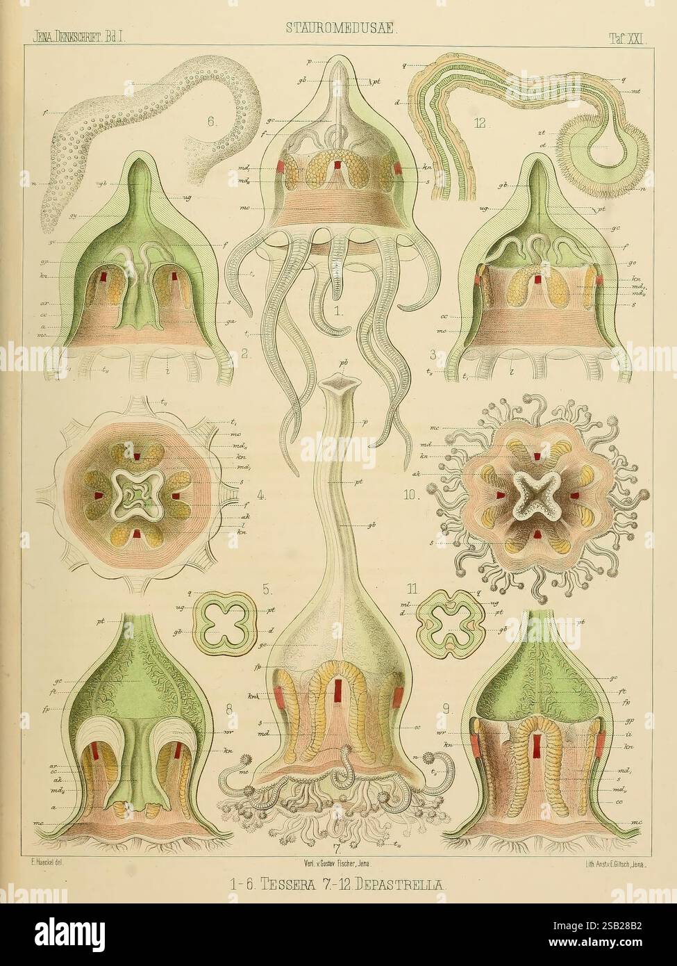 Class staurozoa hi-res stock photography and images - Alamy