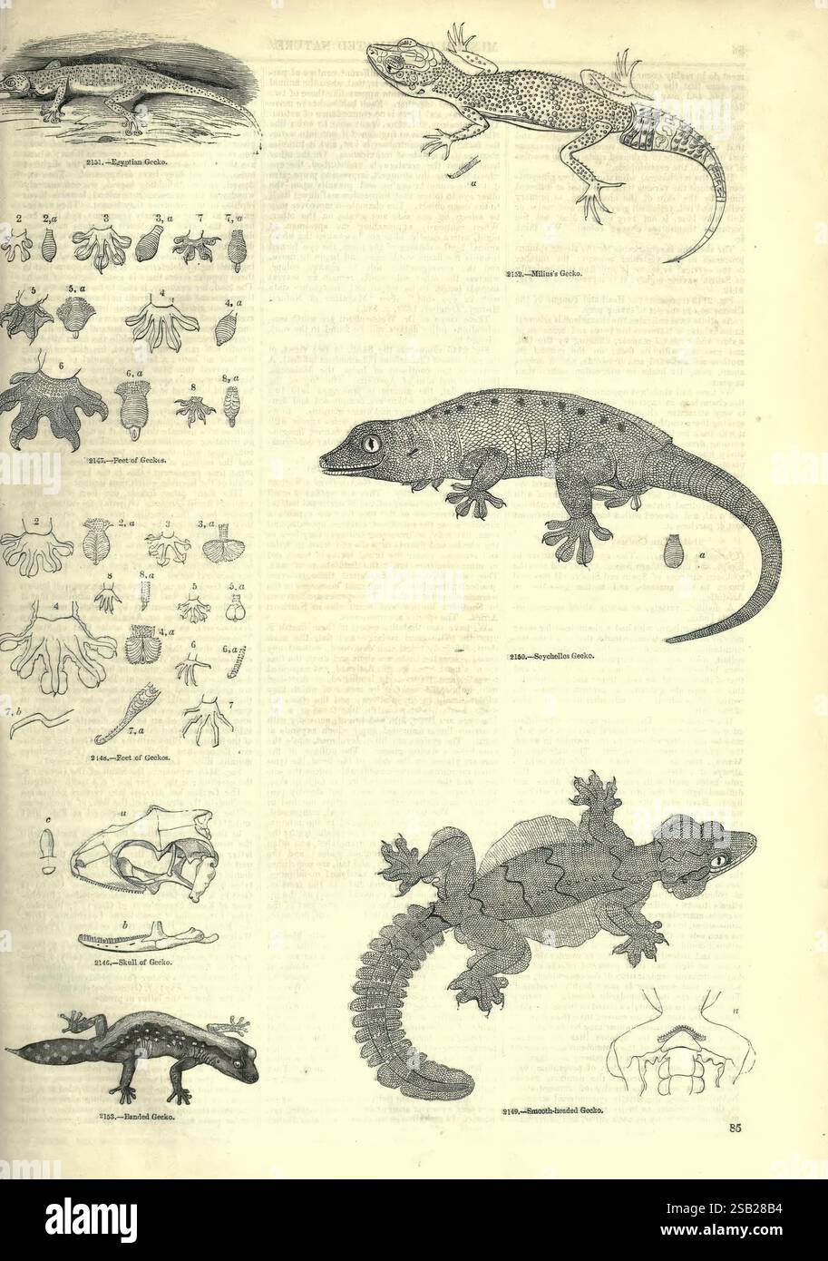 The, pictorial, museum, of, animated, nature, London, C. Cox, [1844 ...