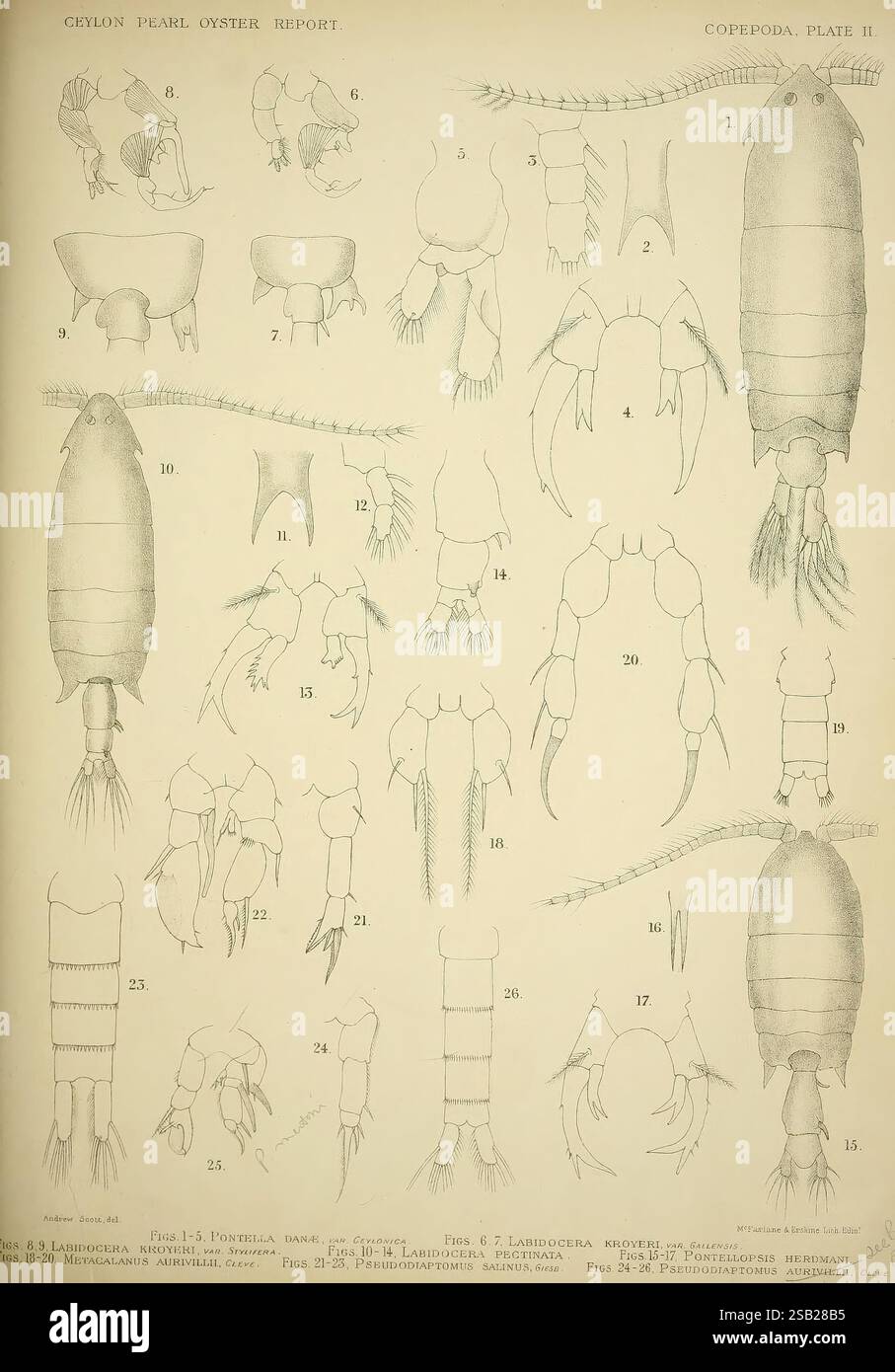 Report of the Copepoda collected by Professor Herdman, at Ceylon, in ...
