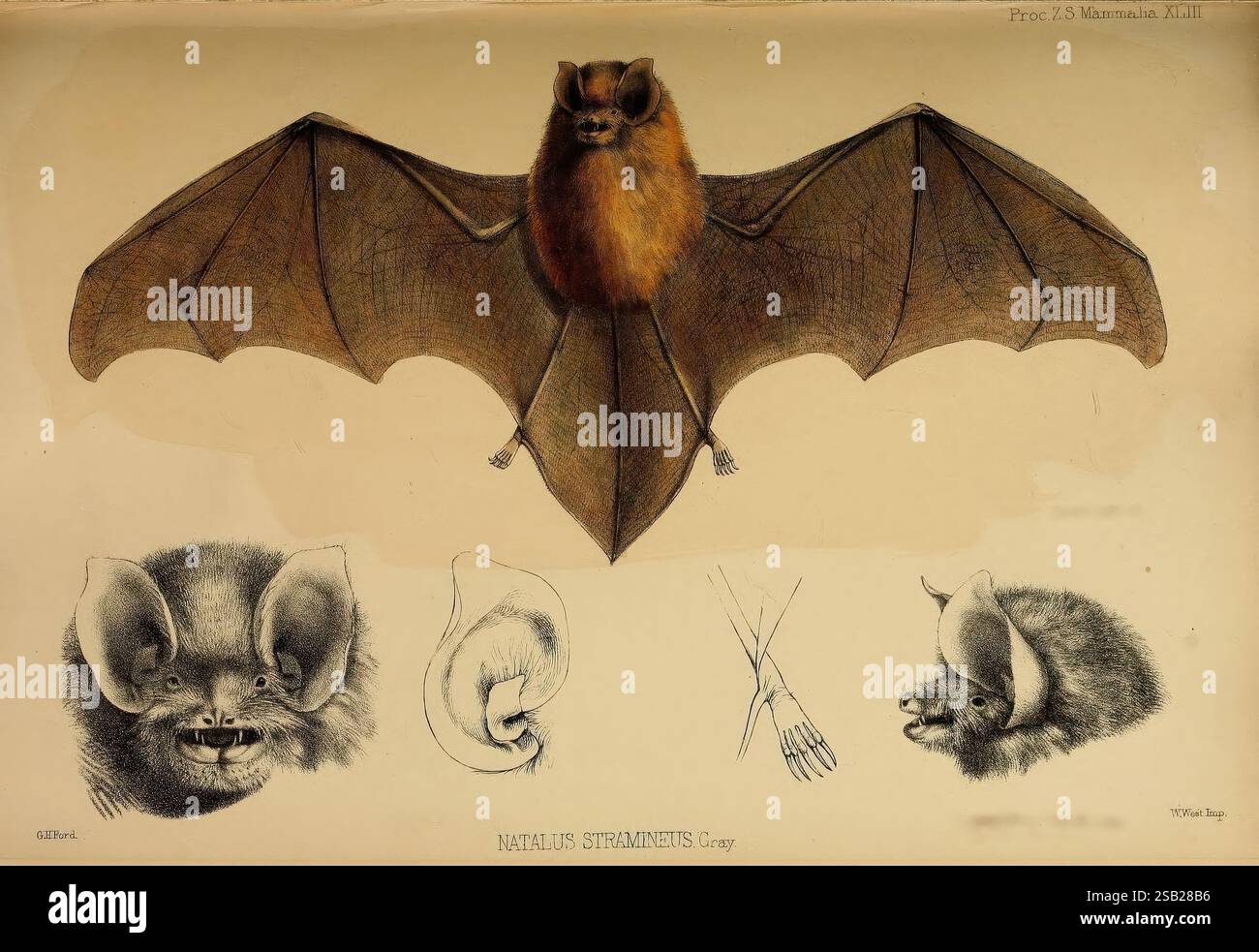 Spread winged representation captures hi-res stock photography and ...