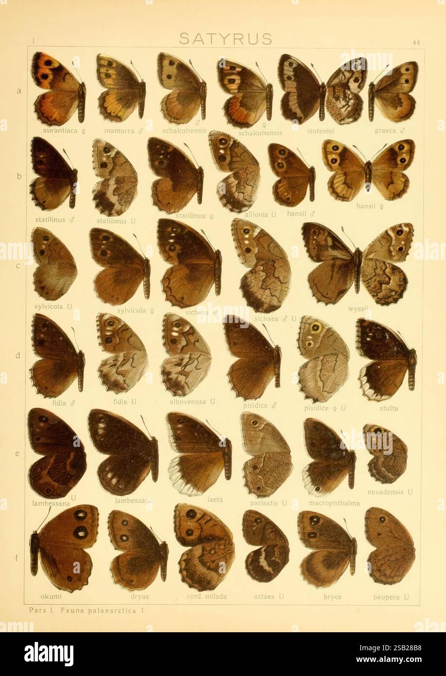 The Macrolepidoptera of the world, Stuttgart, Seitz'schen (Kernen ...