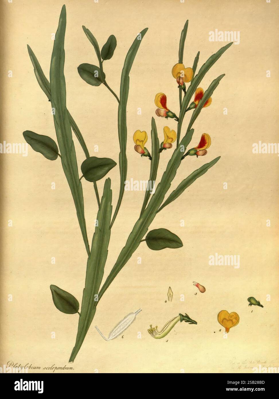 The, botanist's, repository, London, The, author 1797-[1811?], plants ...
