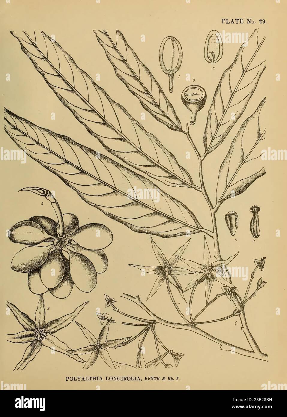 Indian medicinal plants, Bahadurganj, India, Sudhindra Nath Basu ...