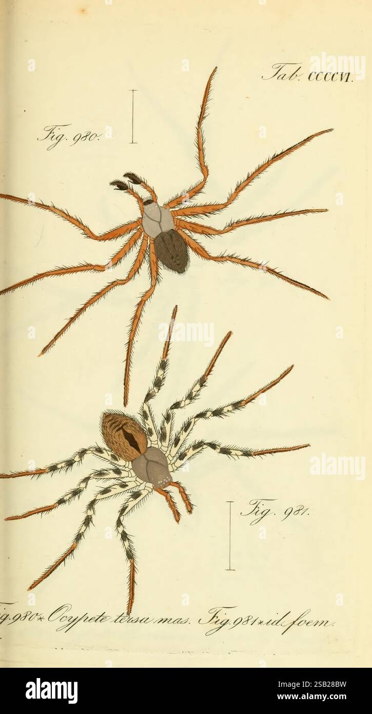 Die, Arachniden, Nürnberg, In der C. H. Zeh'schen Buchhandlung, 1831 ...
