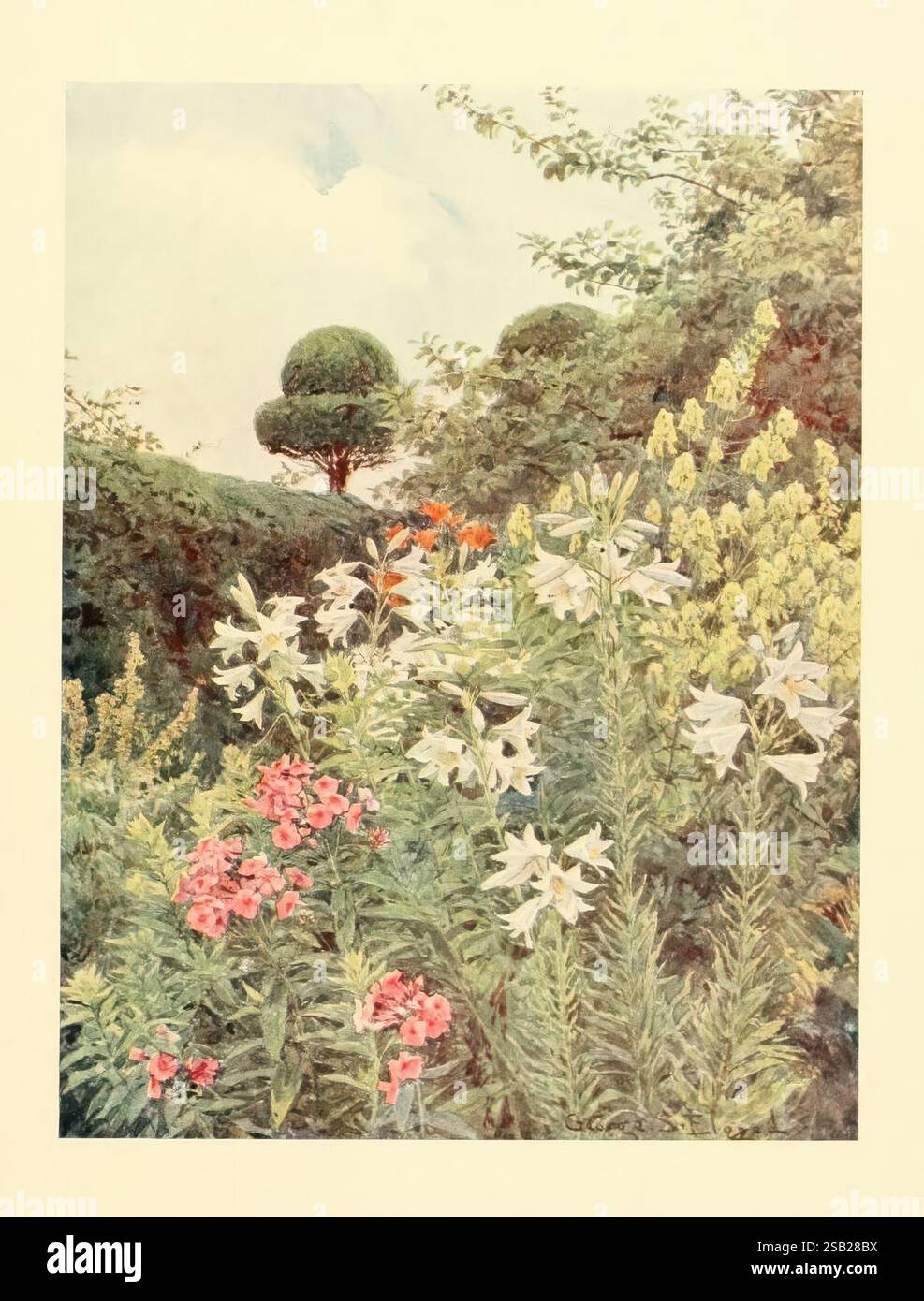 Prominent white lilies hi-res stock photography and images - Alamy