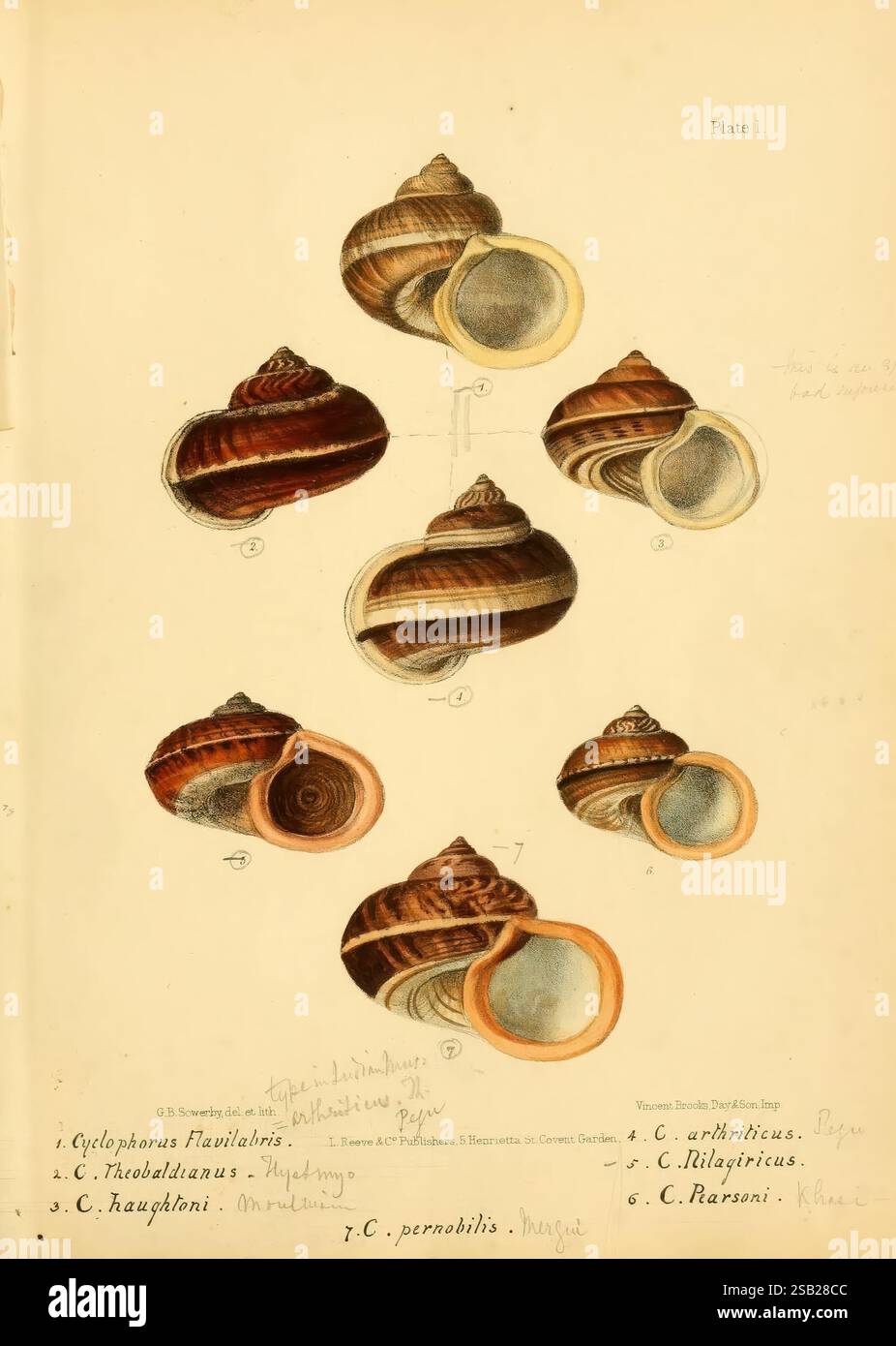 Conchologia Indica, London, 1870-1876, shells, India, mollusks, The ...