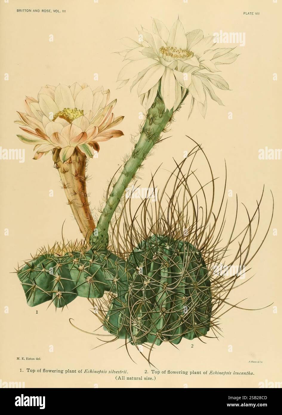 The Cactaceae, Washington, Carnegie Institution of Washington, 1919 ...