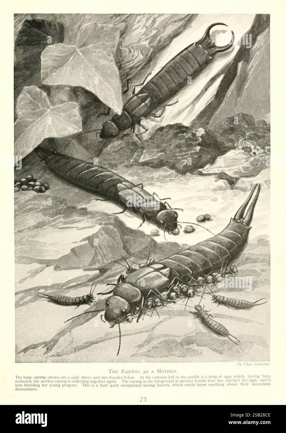 Marvels of Insect Life, New York, R. M. McBride, 1916. Insects, Earwig ...