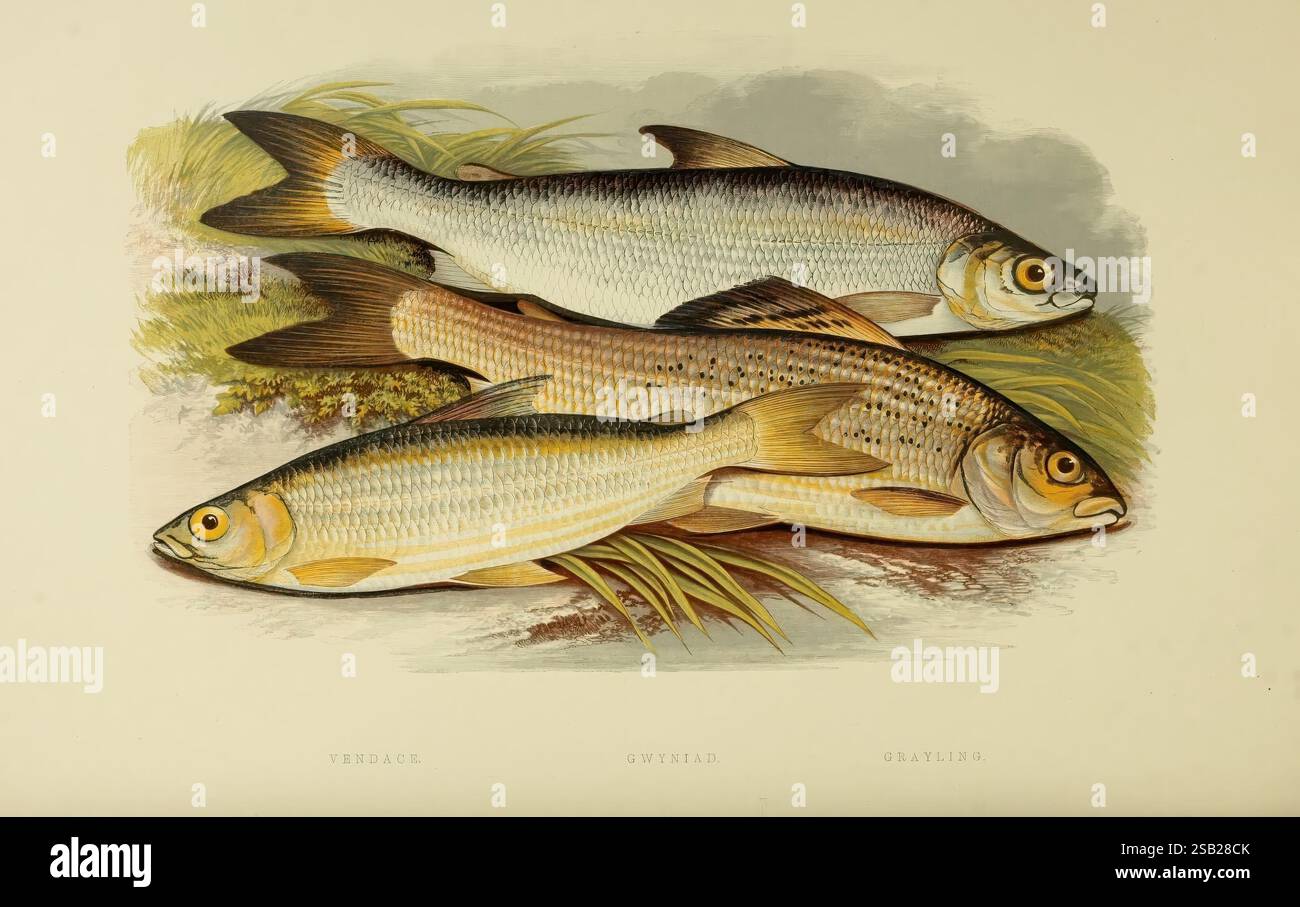 British, fresh, water, fishes, London, W. Mackenzie, 1879, Great ...