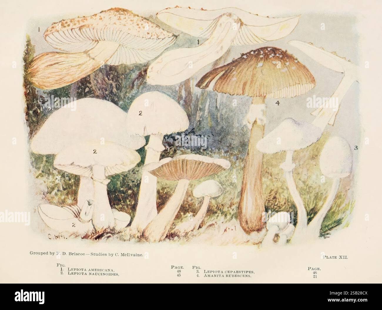 Toadstools, mushrooms, fungi, edible, poisonous, Indianapolis, The ...