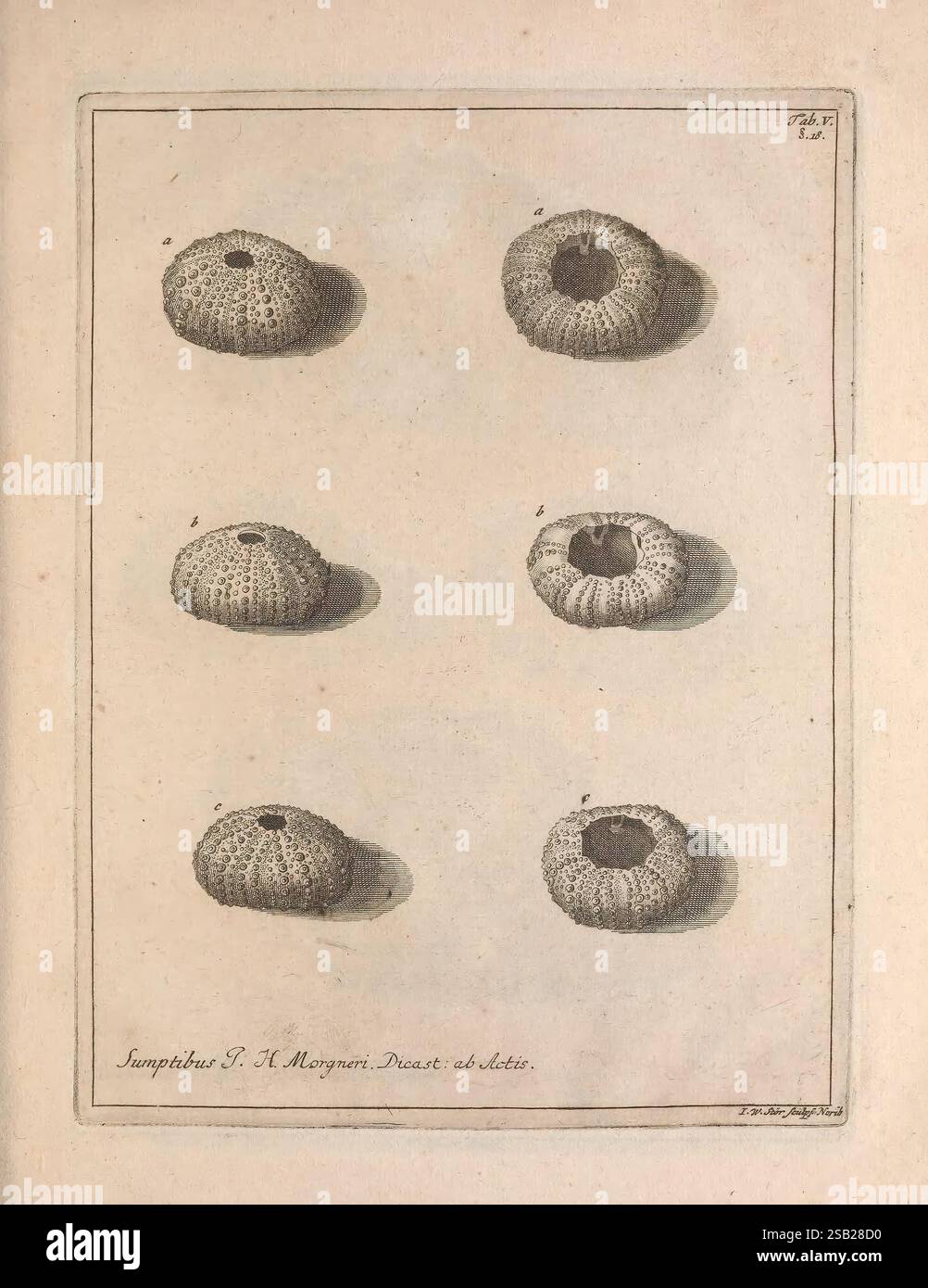 Top row showcases three specimens hi-res stock photography and images ...