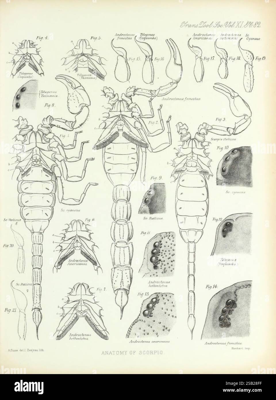 Illustration displays various detailed anatomical diagrams hi-res stock ...