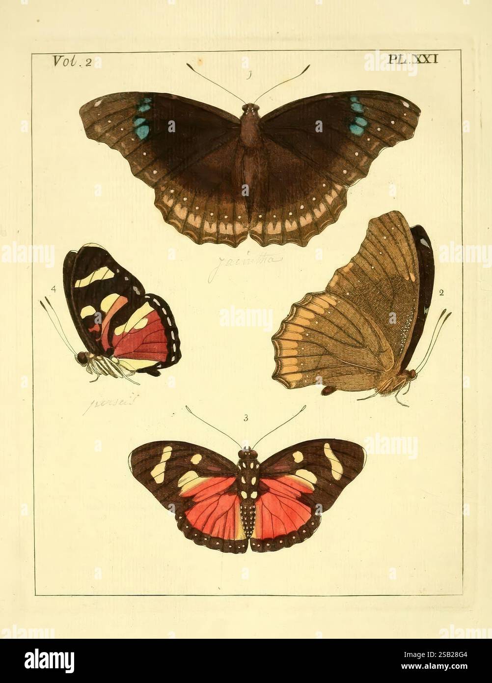 Fourth butterfly stands hi-res stock photography and images - Alamy